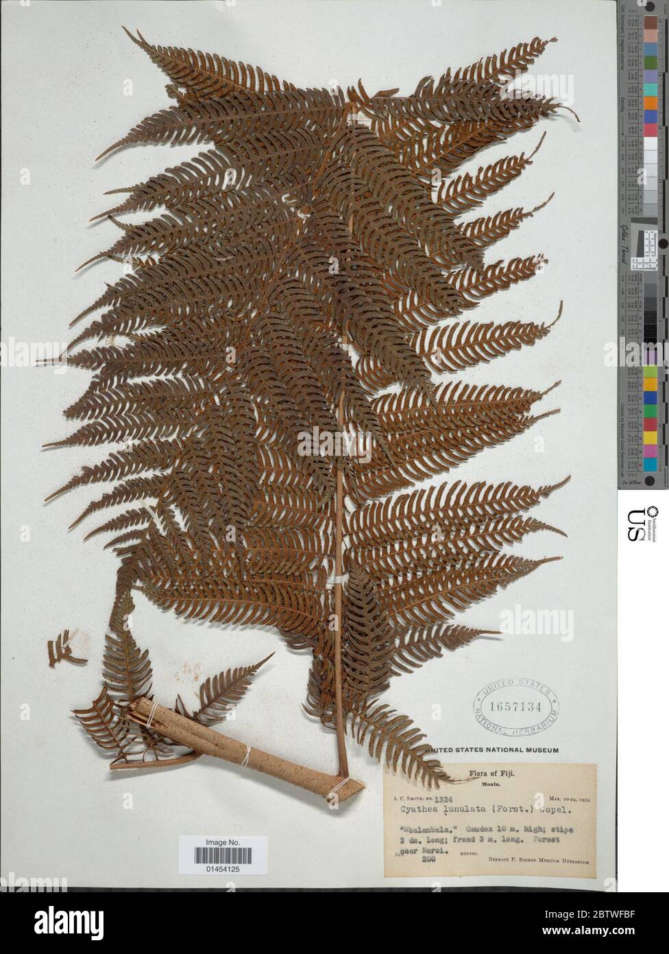 Cyathea lunulata hi-res stock photography and images - Alamy
