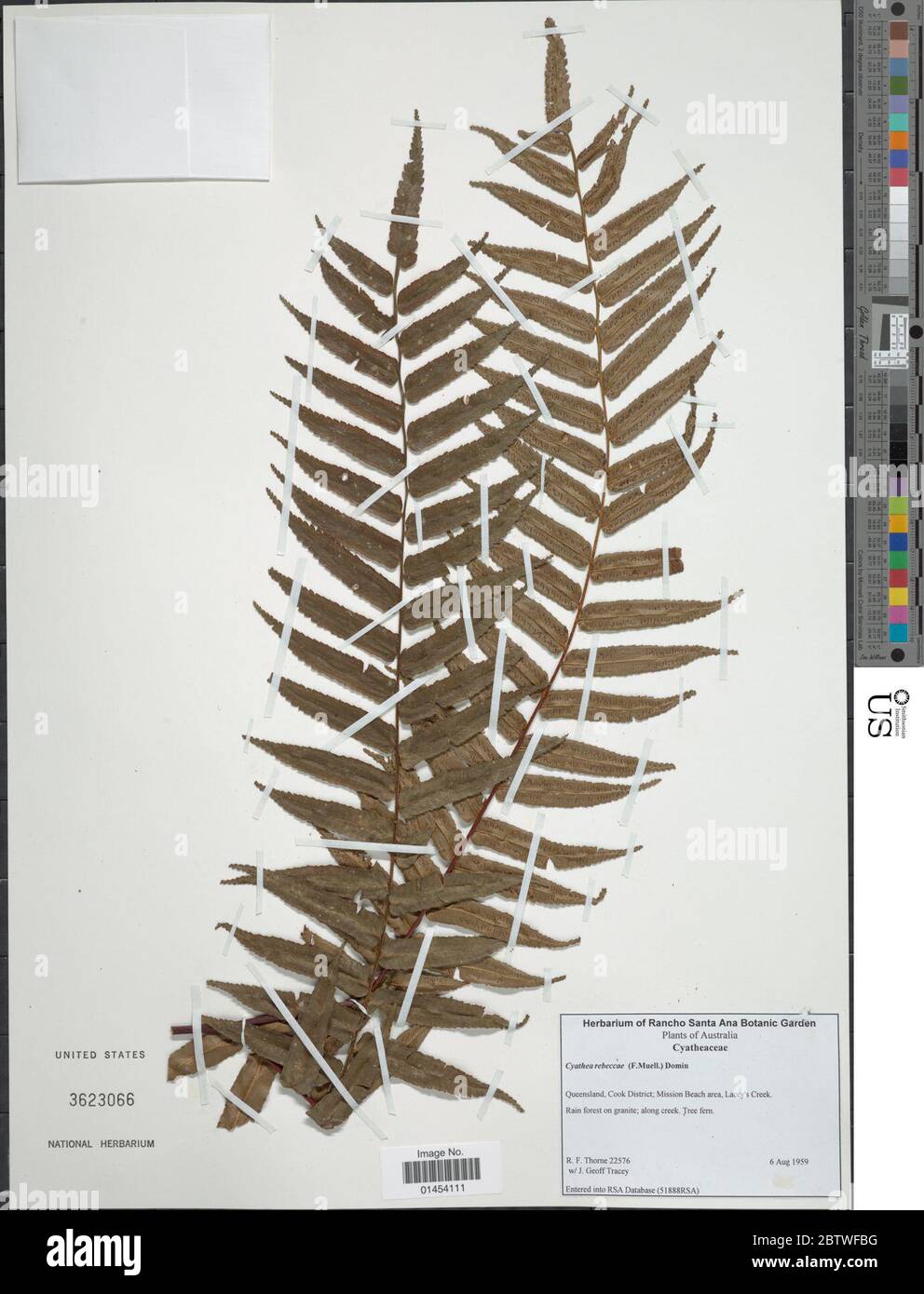 Cyathea rebeccae F Muell Domin Stock Photo - Alamy