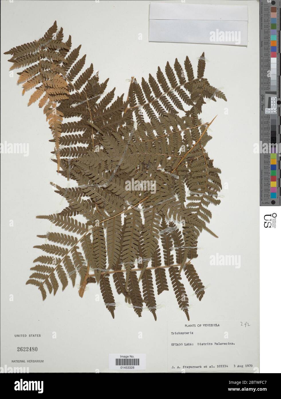 Cyathea sp hi-res stock photography and images - Alamy
