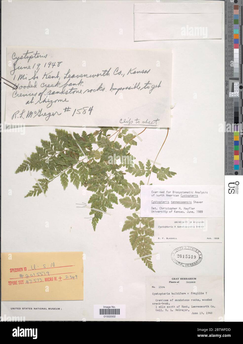 Cystopteris hi-res stock photography and images - Alamy