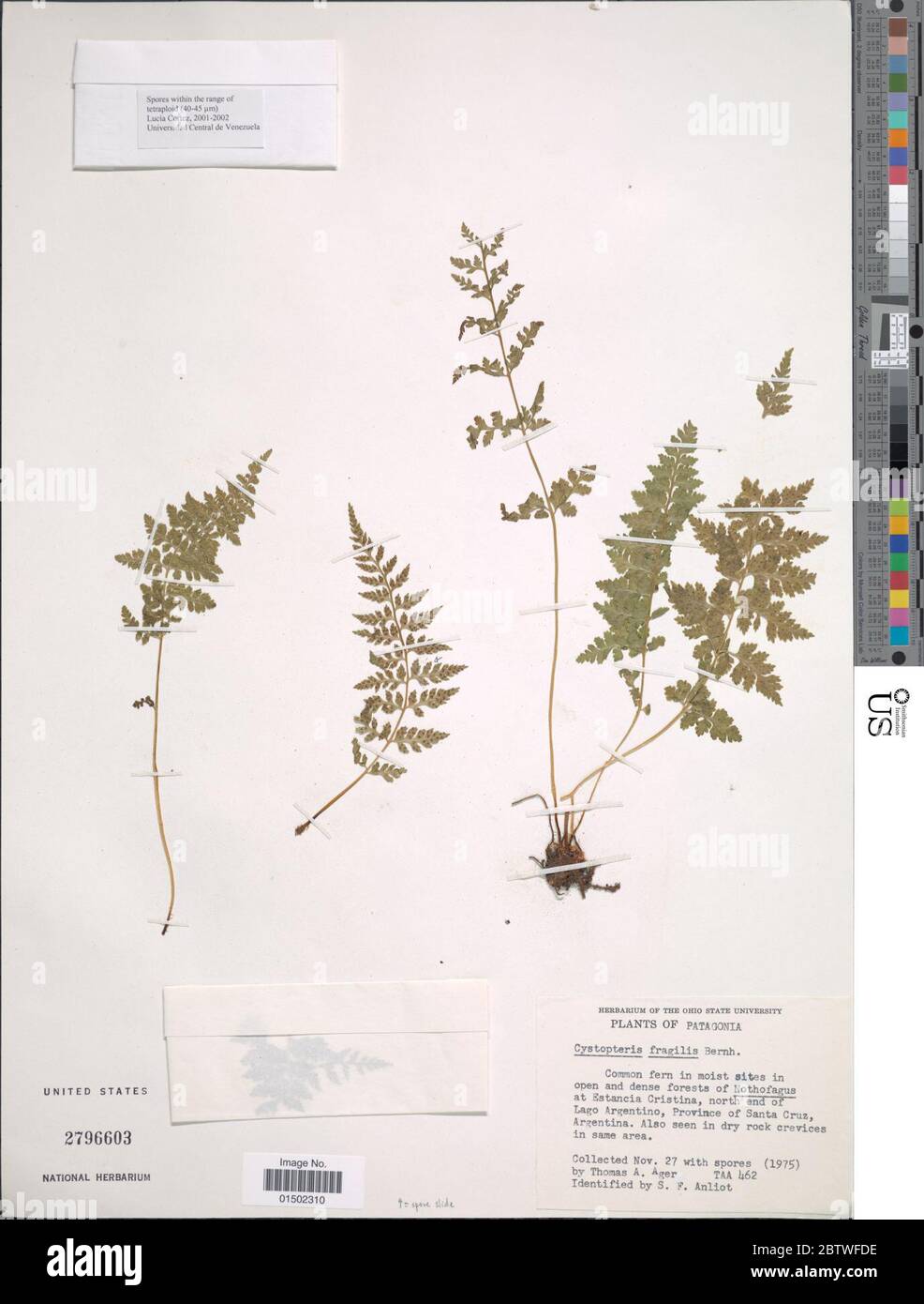 Cystopteris fragilis hi-res stock photography and images - Alamy