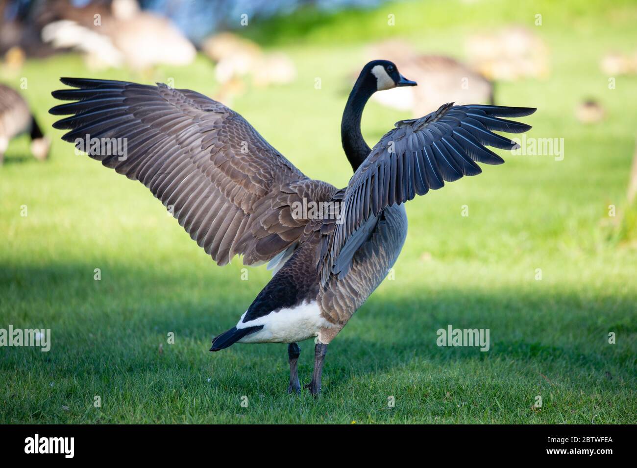 Adult canada goose (Branta canadensis) with wings spread out in Wausau ...