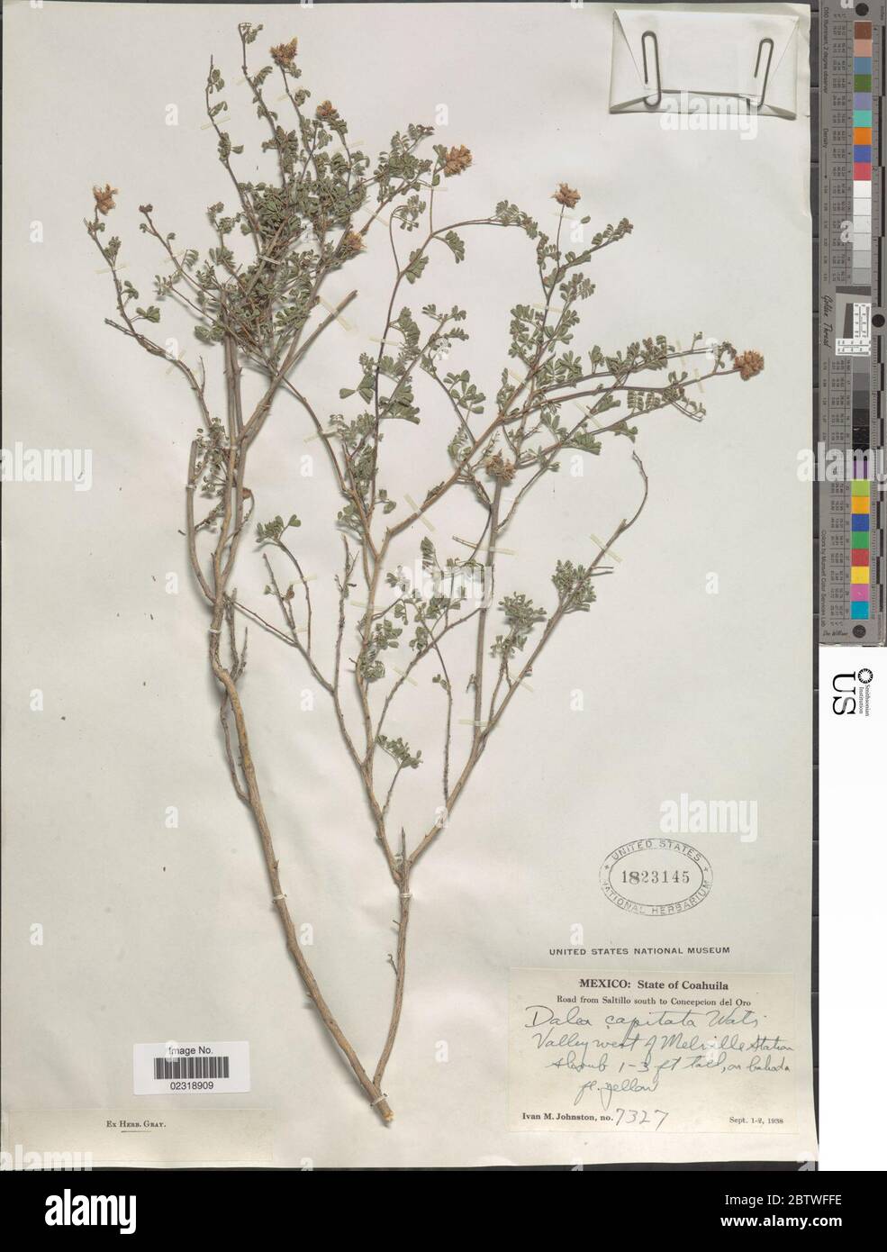 Dalea capitata hi-res stock photography and images - Alamy