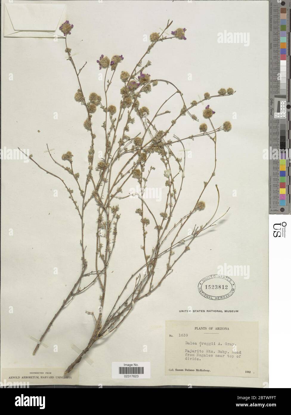 Dalea greggii hi-res stock photography and images - Alamy