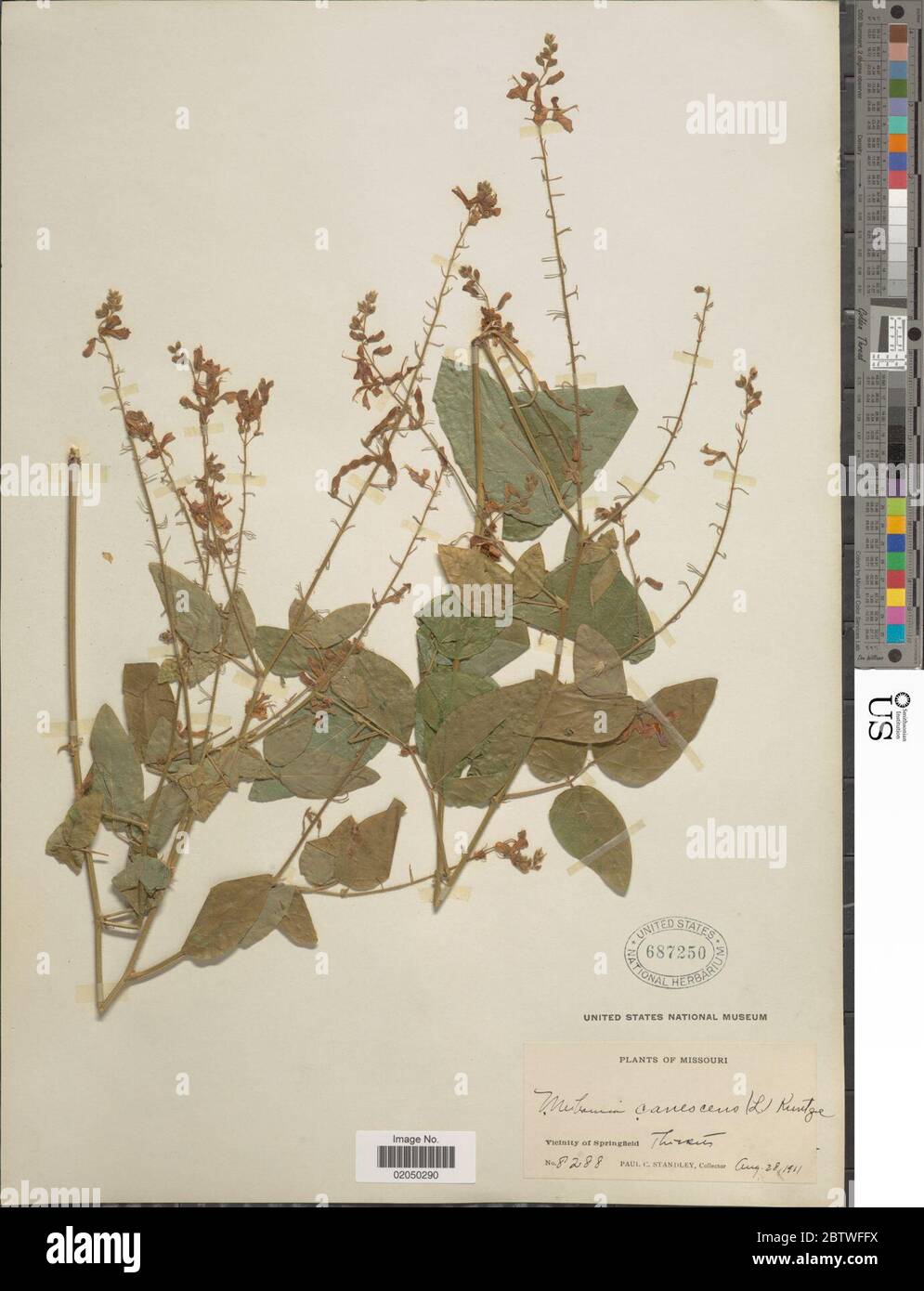 Desmodium canescens hi-res stock photography and images - Alamy