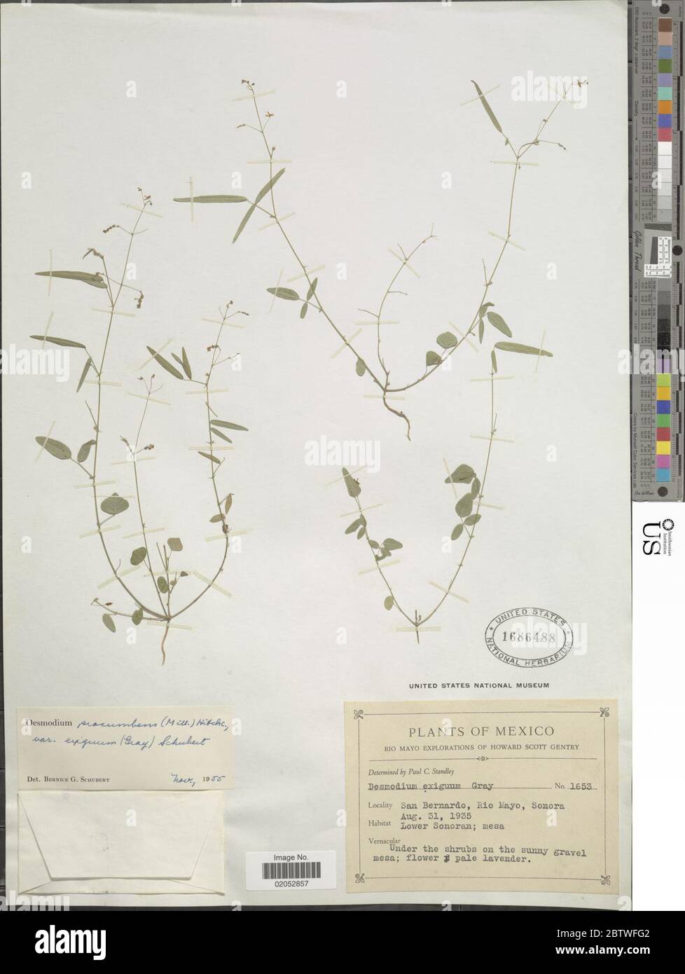 Desmodium procumbens hi-res stock photography and images - Alamy