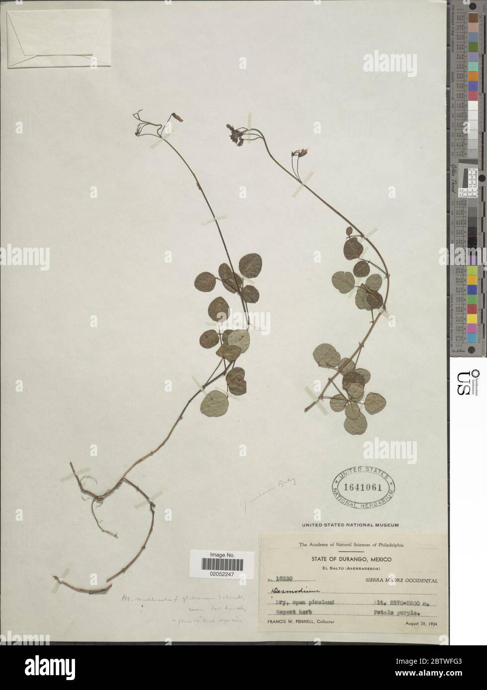 Grahami hi-res stock photography and images - Alamy