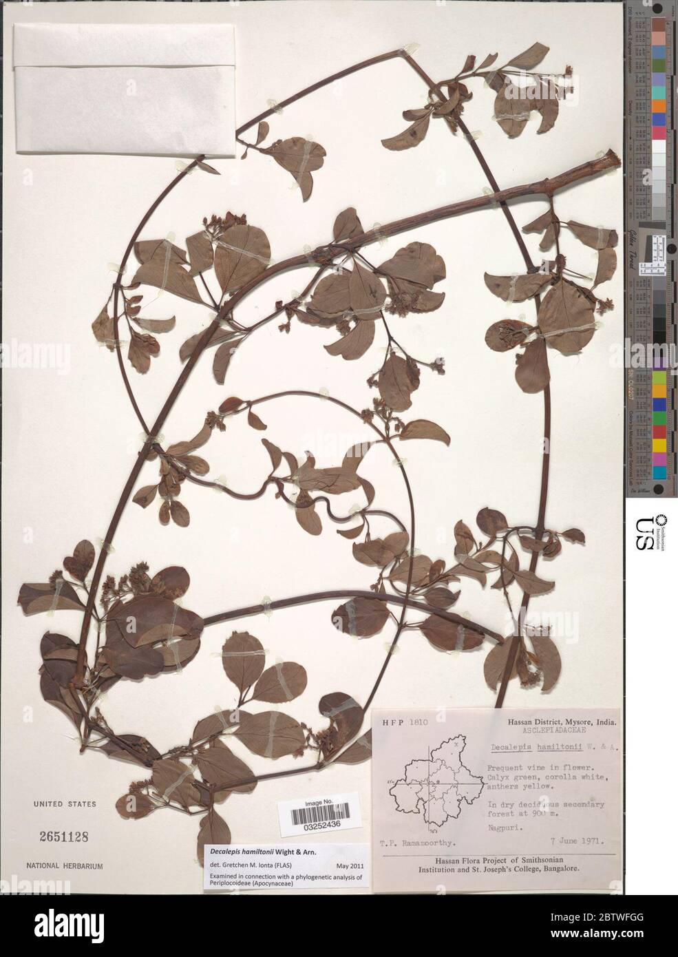 Decalepis hamiltonii Wight Arn Stock Photo - Alamy