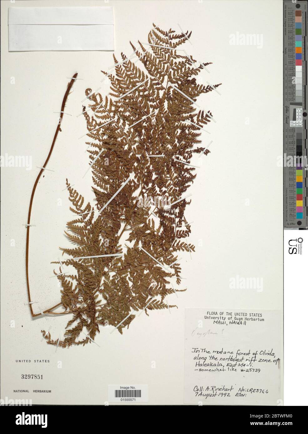 Dryopteris sp hi-res stock photography and images - Alamy