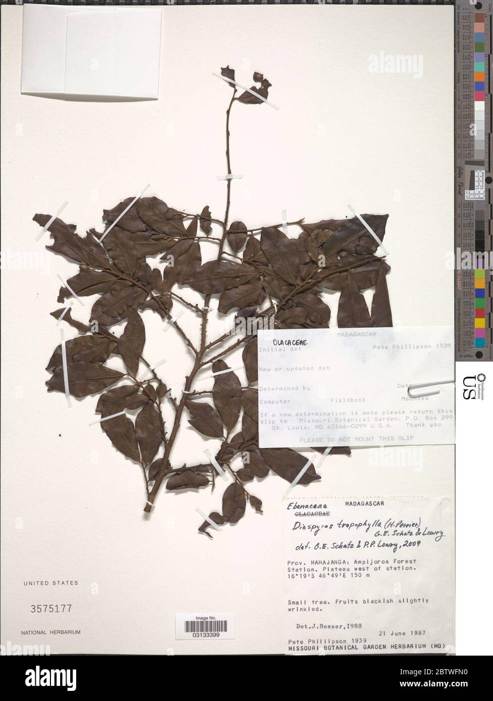 Diospyros tropophylla H Perrier GE Schatz Lowry Stock Photo - Alamy