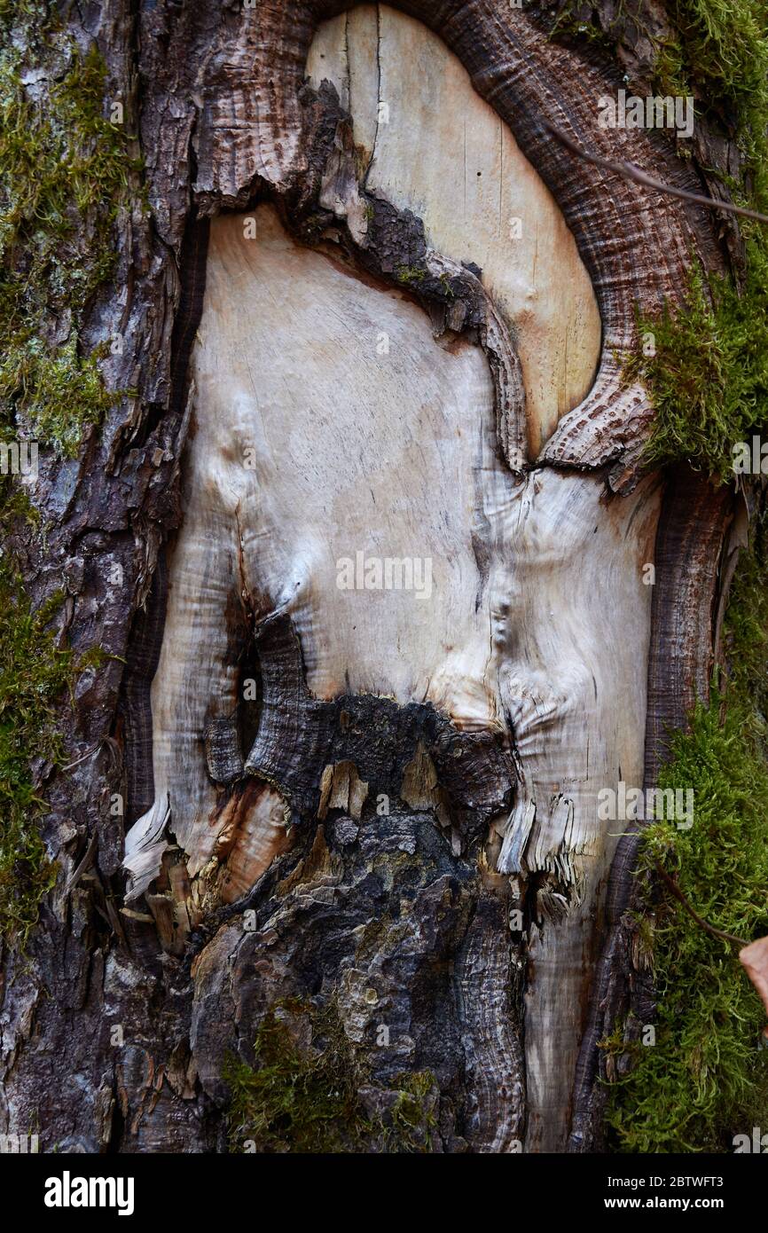 Scar from tree closes slowly, structure clearly visible. Moss adorns ...
