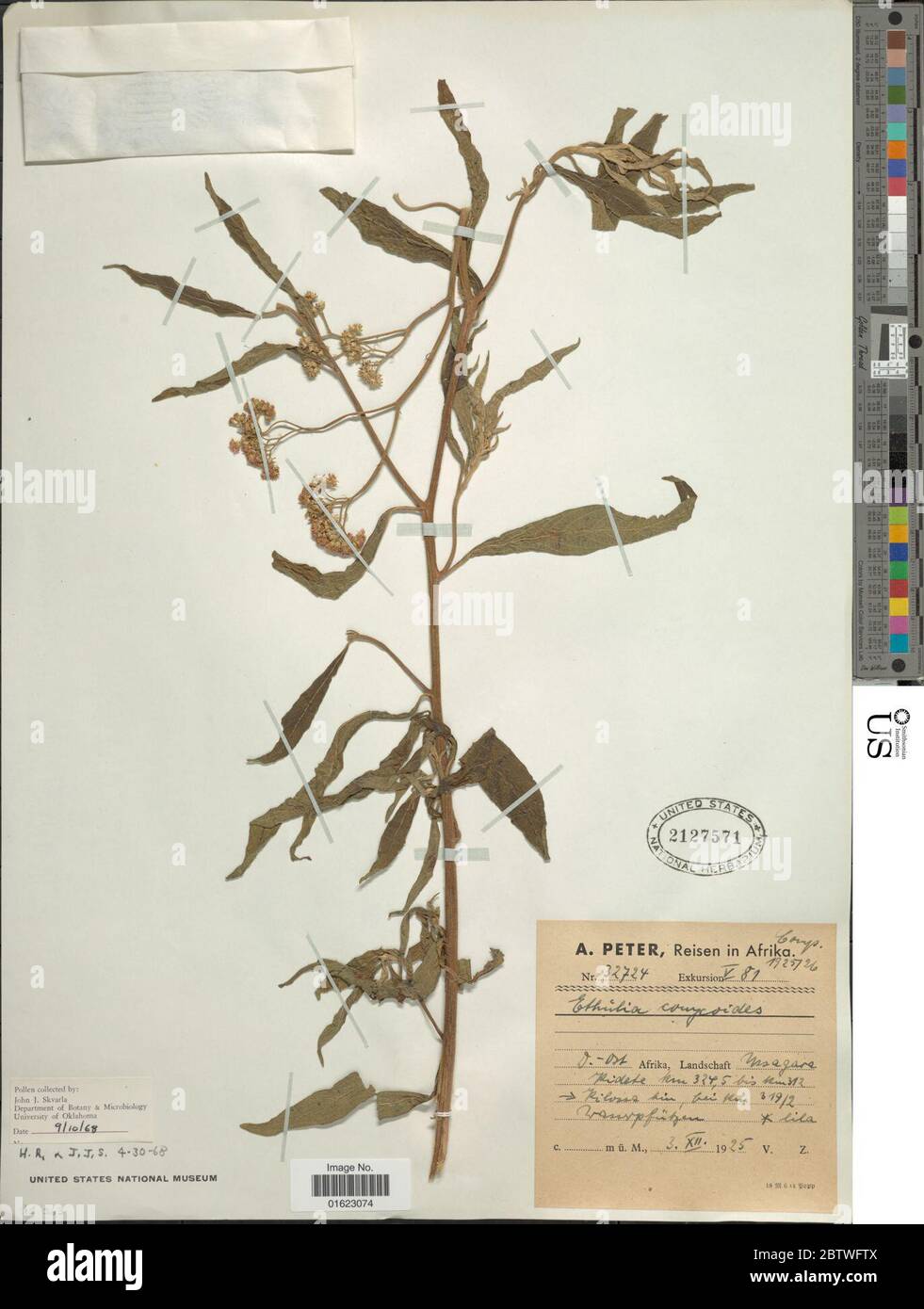 Ethulia conyzoides L f Stock Photo - Alamy