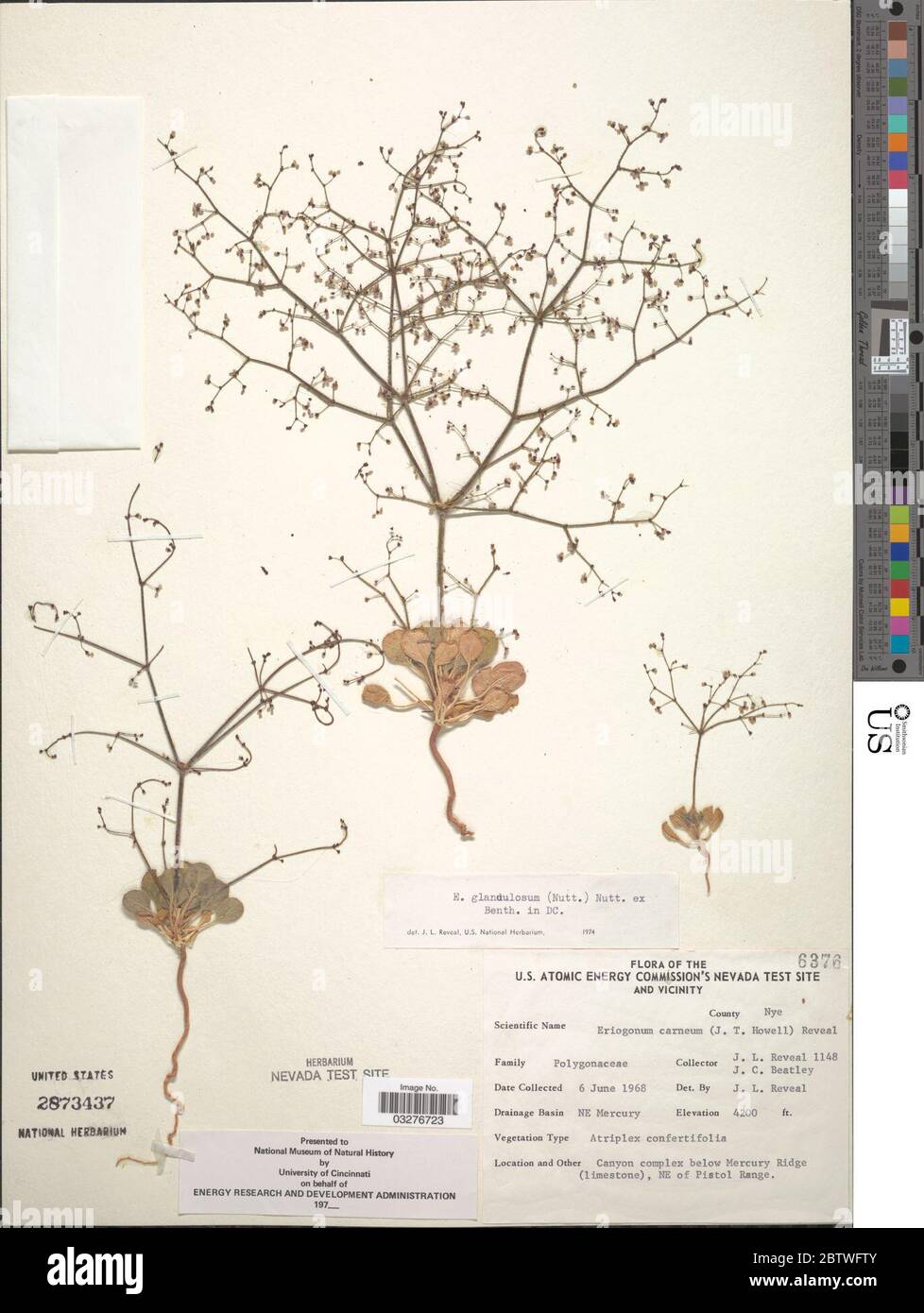 Eriogonum glandulosum Nutt Nutt ex Benth Stock Photo - Alamy