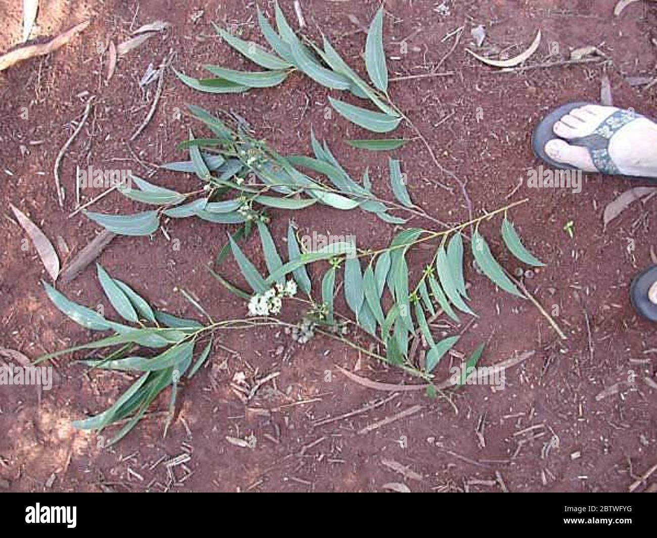 Eucalyptus saligna Sm Stock Photo - Alamy