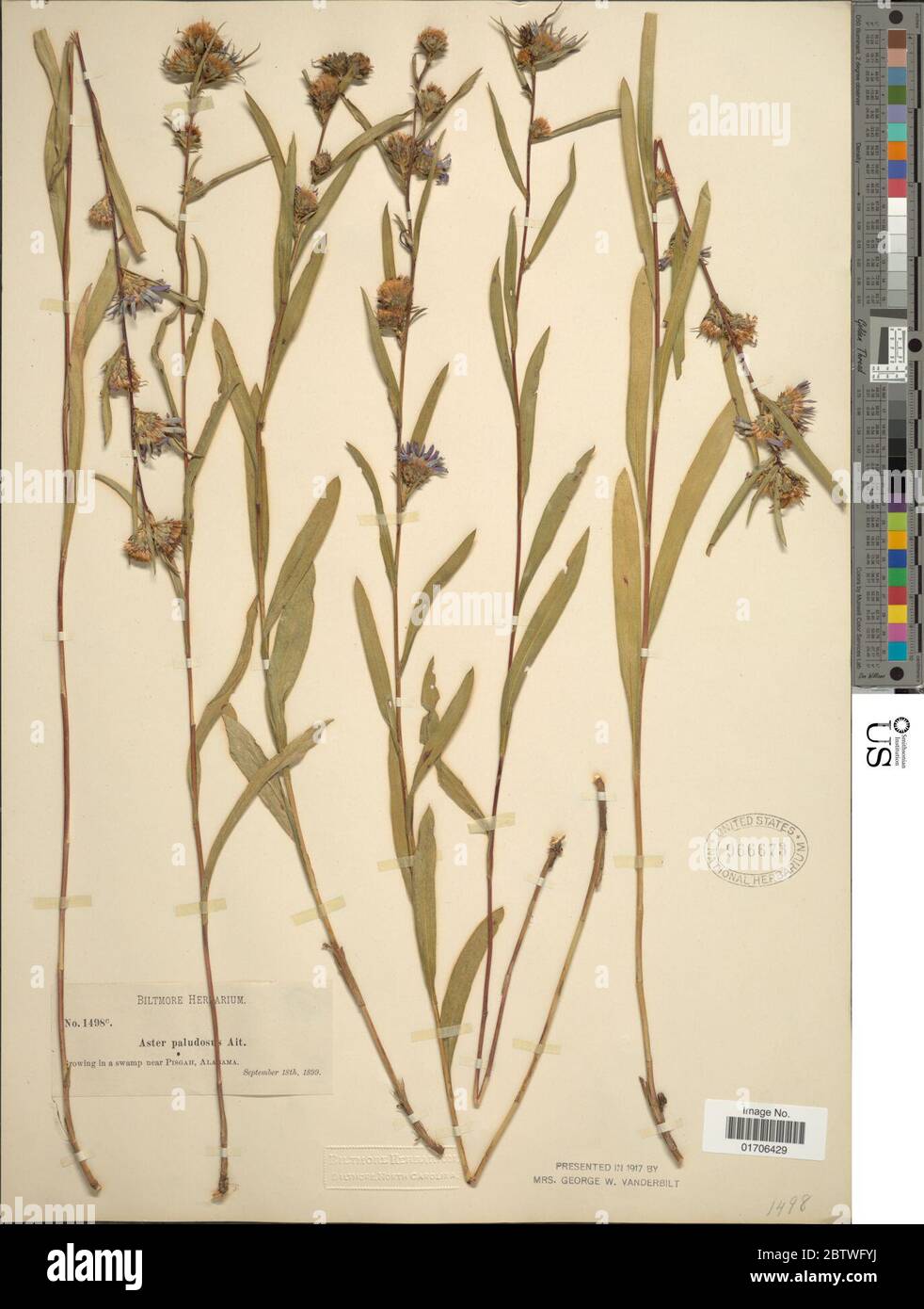 Eurybia hemispherica GL Nesom Stock Photo - Alamy