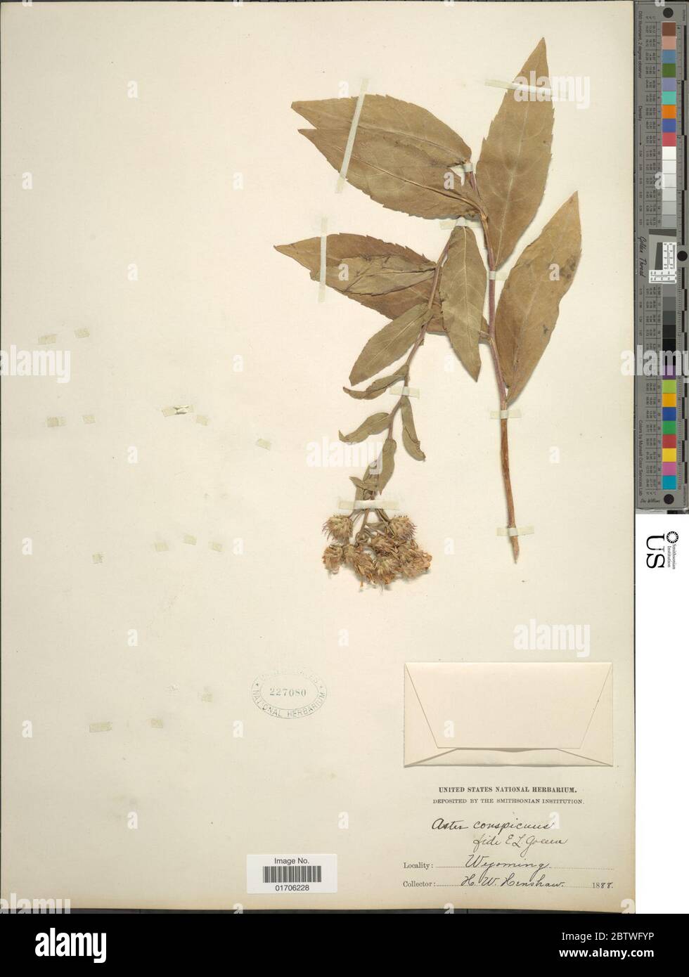 Eurybia conspicua Lindl GL Nesom Stock Photo - Alamy