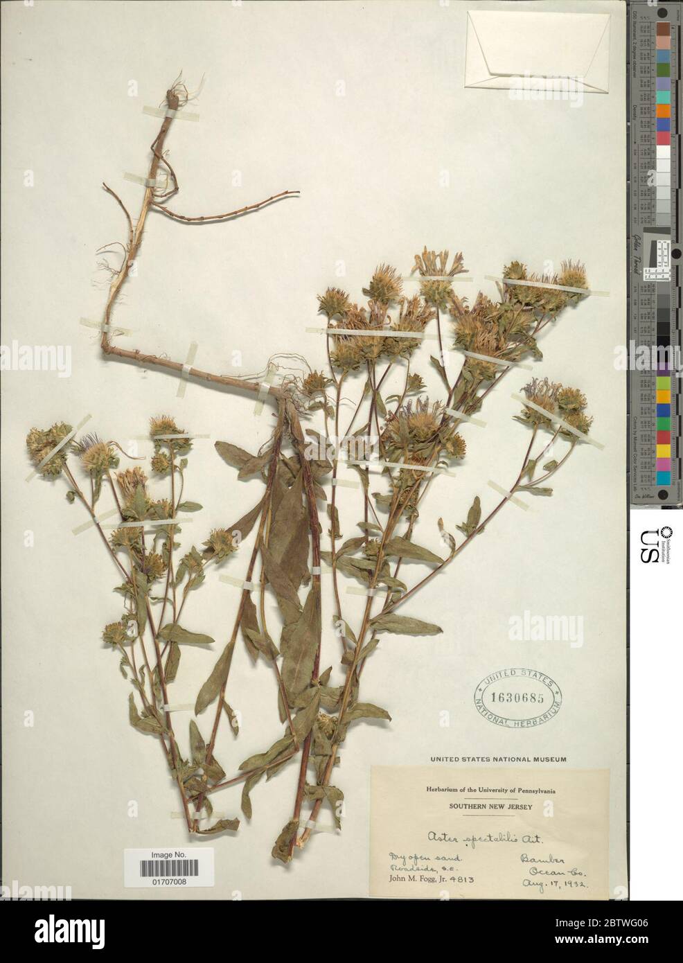 Eurybia spectabilis hi-res stock photography and images - Alamy