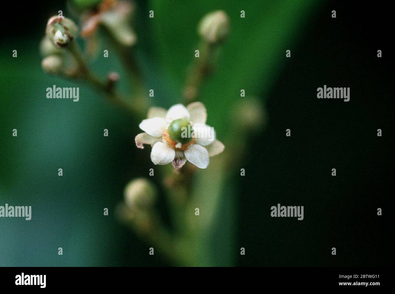Exothea paniculata hi-res stock photography and images - Alamy