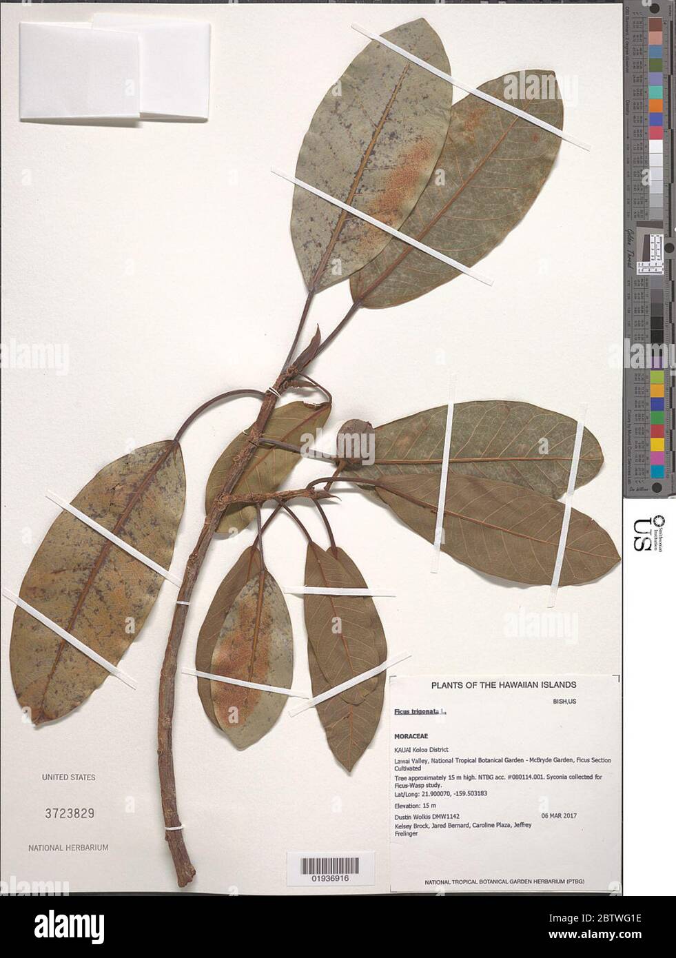 Ficus trigonata L Stock Photo - Alamy