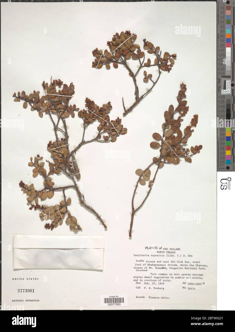 Gaultheria rupestris gaultheria rupestris hi-res stock photography and ...