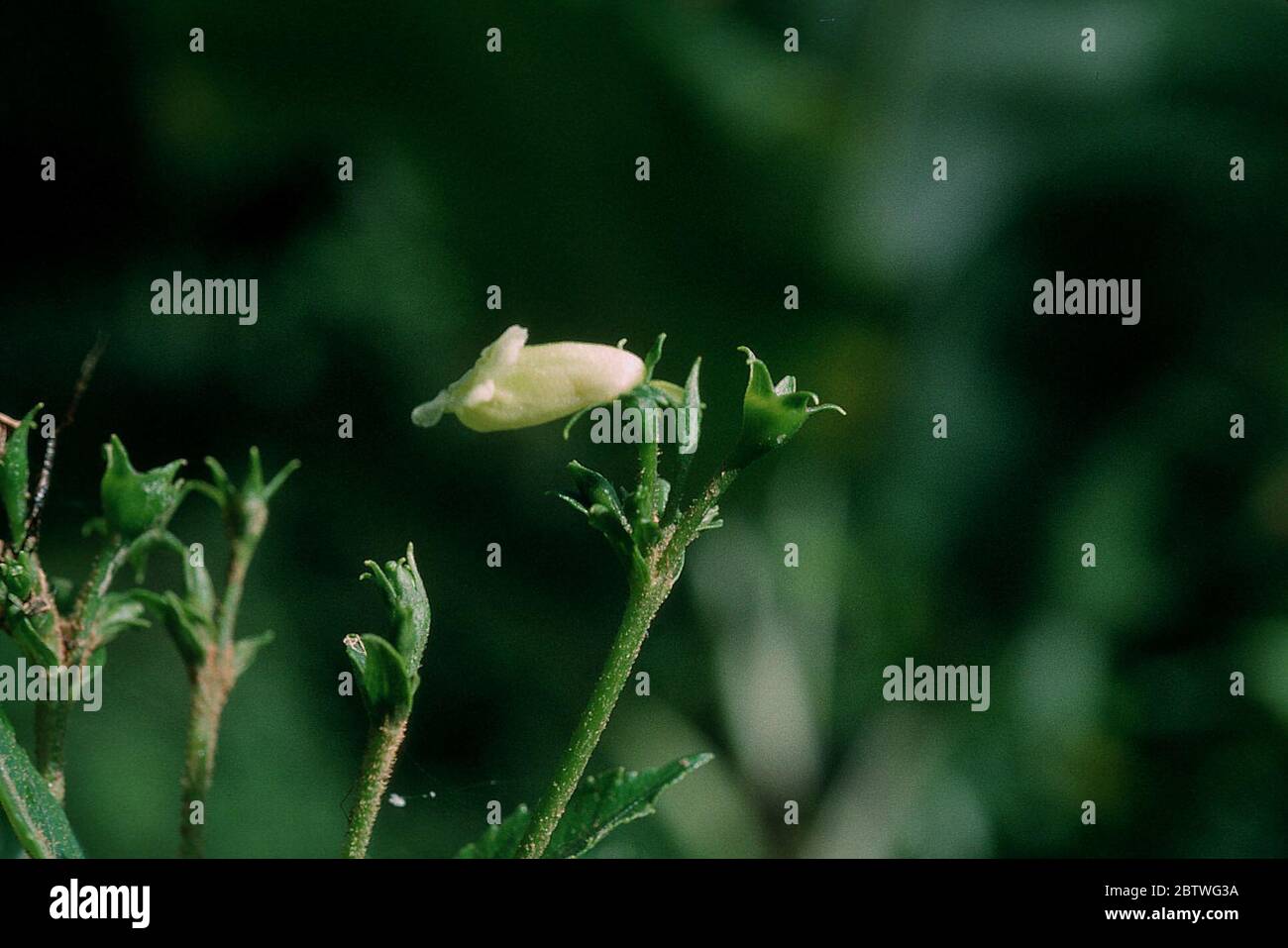 Gesneria species hi-res stock photography and images - Alamy