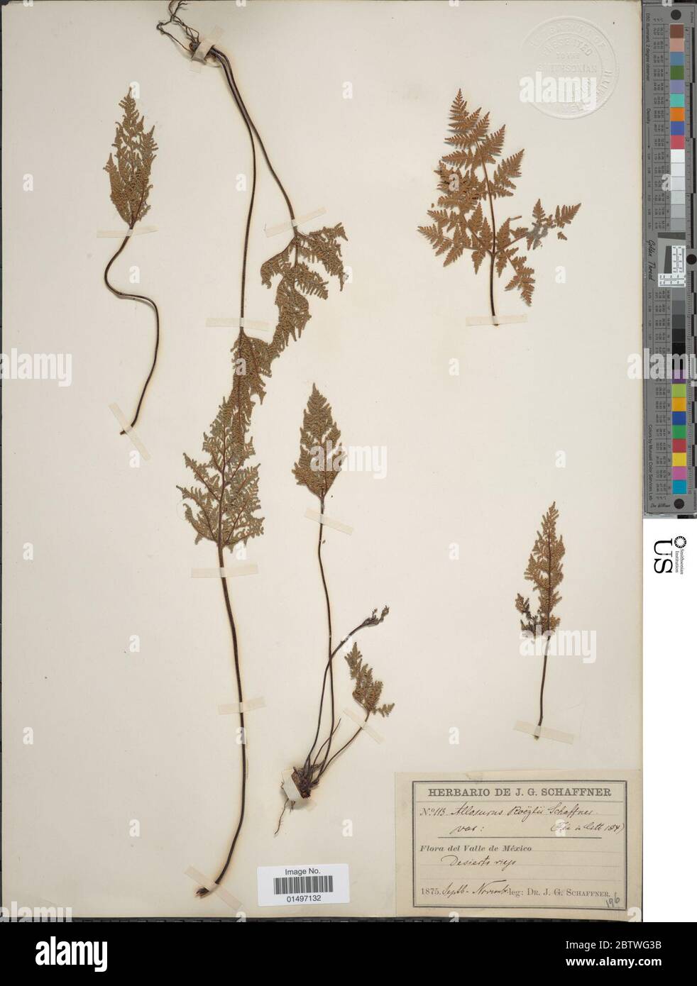 Gaga kaulfussii Kunze Fay W Li Windham Stock Photo - Alamy