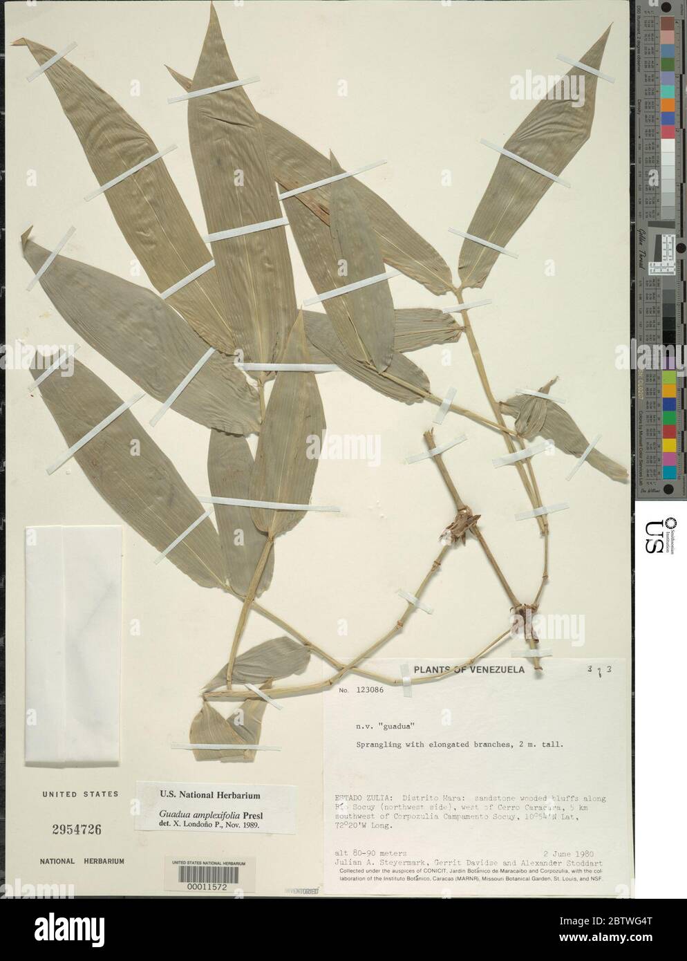 Amplexifolia hi-res stock photography and images - Alamy