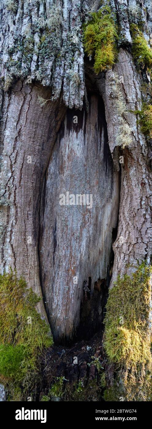 Scar from tree that was created by broken branch. Nice structure Stock ...