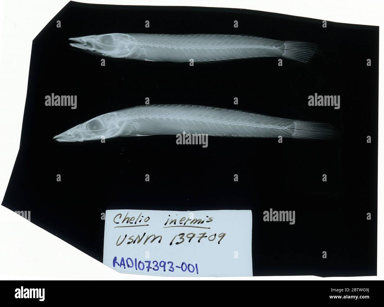 Cheilio inermis Cut Out Stock Images & Pictures - Alamy