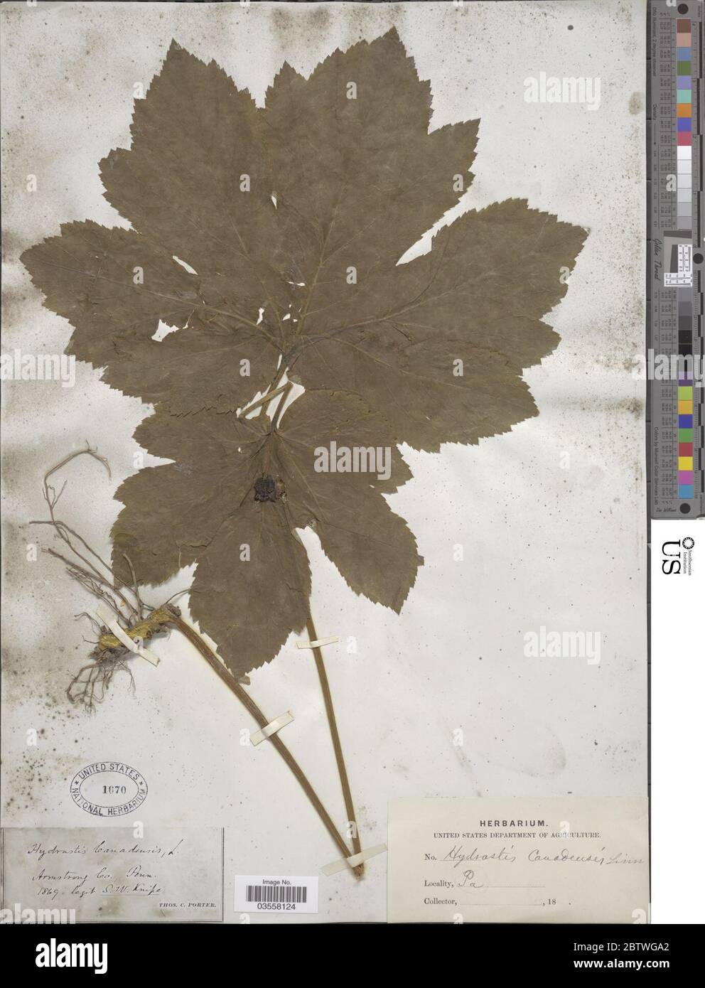 Hydrastis canadensis L Stock Photo - Alamy