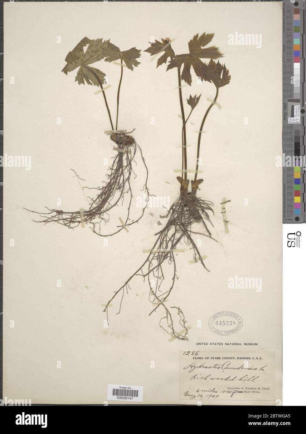 Hydrastis canadensis L Stock Photo - Alamy