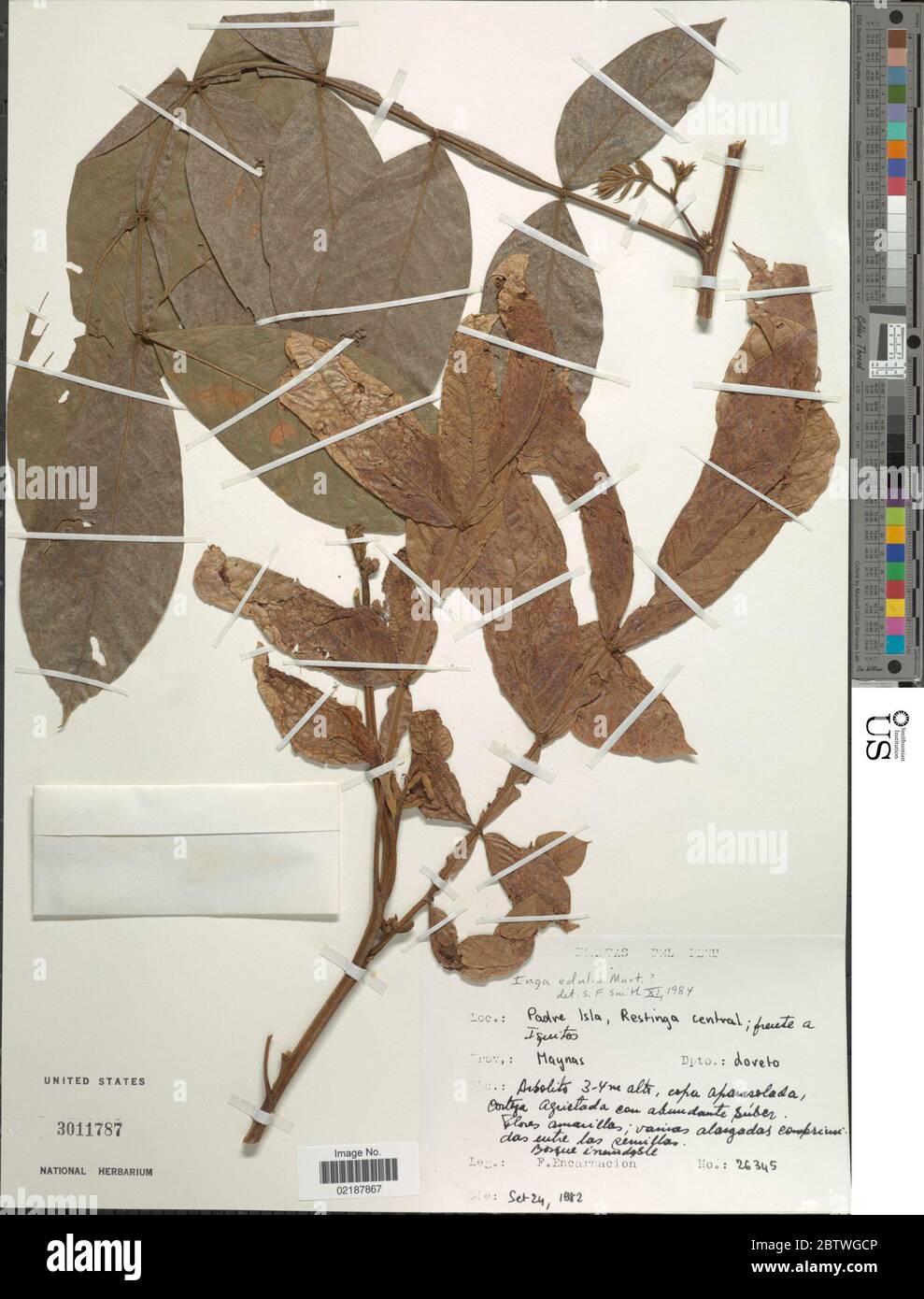 Inga edulis hi-res stock photography and images - Alamy