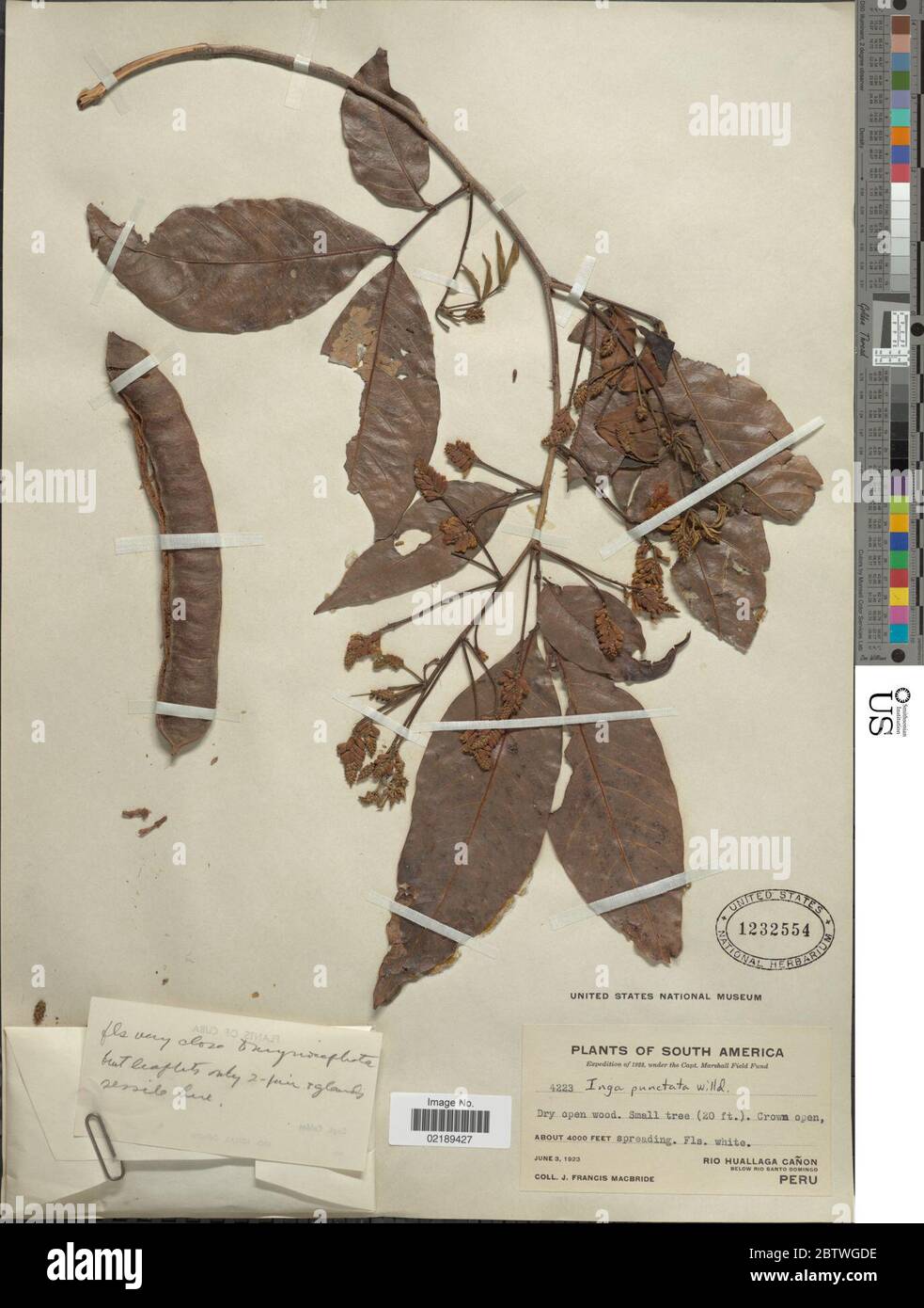 Inga punctata Willd Stock Photo - Alamy