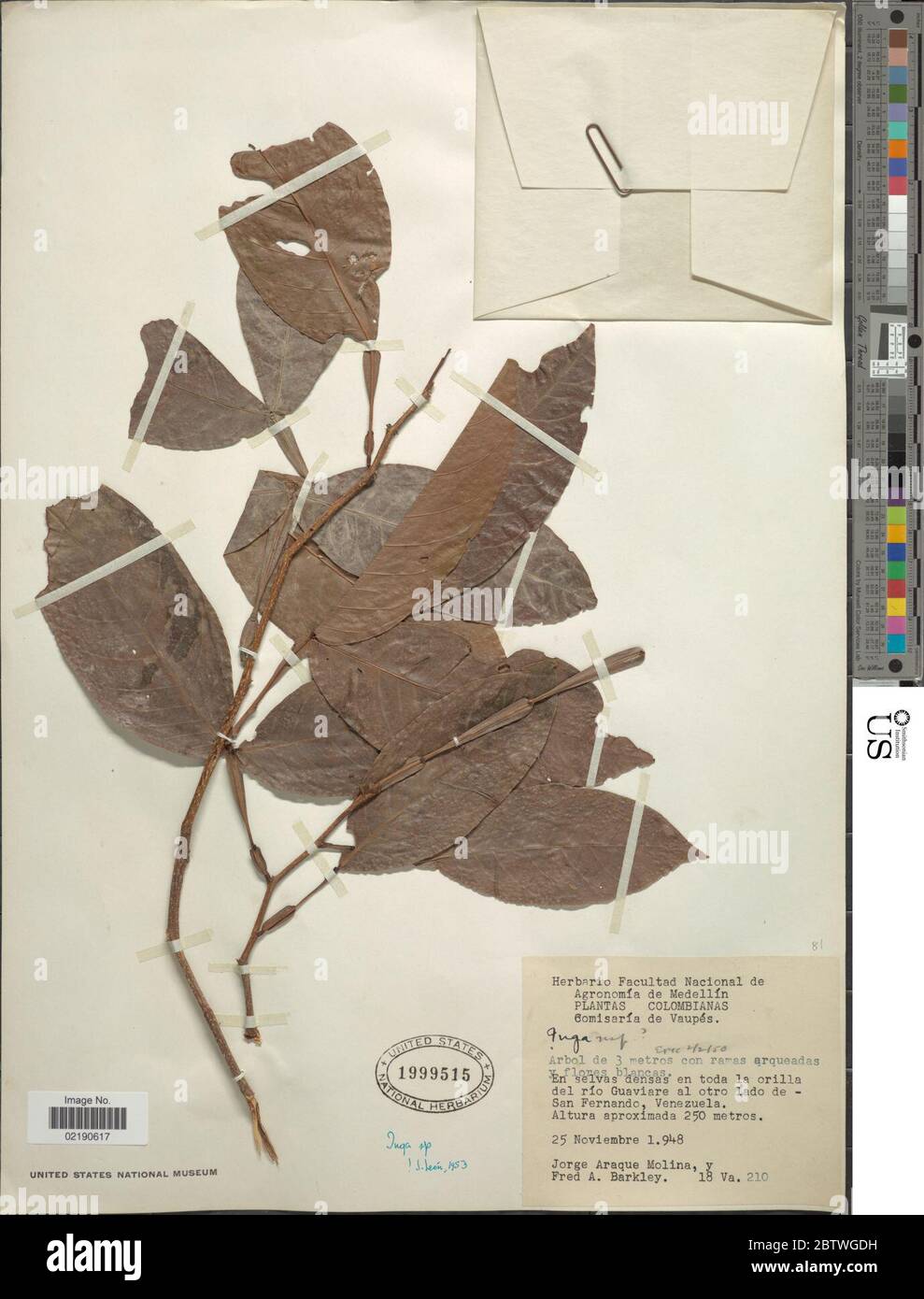 Inga inga sp hi-res stock photography and images - Alamy