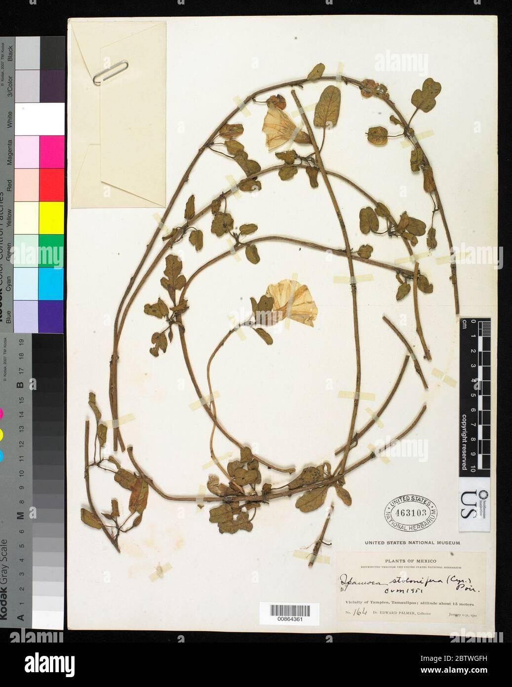 Imperati hi-res stock photography and images - Alamy