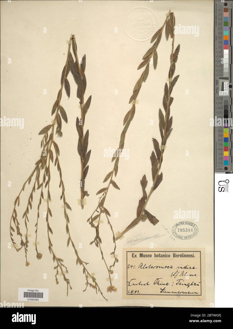 Kalimeris indica hi-res stock photography and images - Alamy