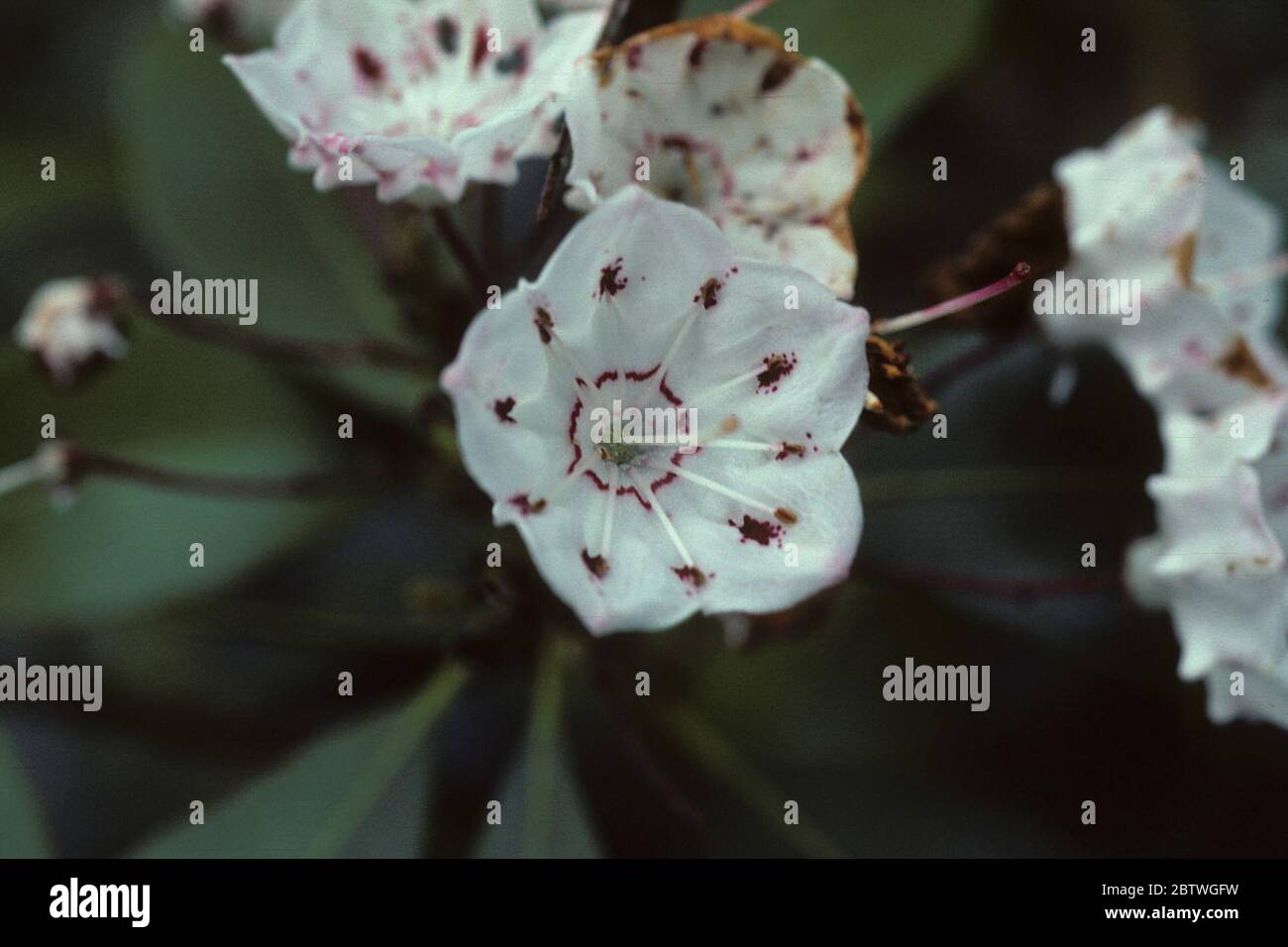 Kalmia latifolia L Stock Photo - Alamy