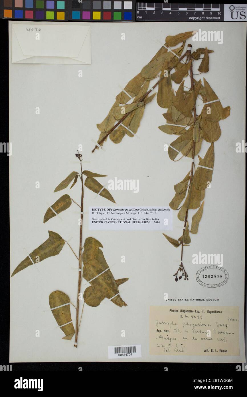 Jatropha pauciflora subsp haitensis Dehgan Stock Photo - Alamy