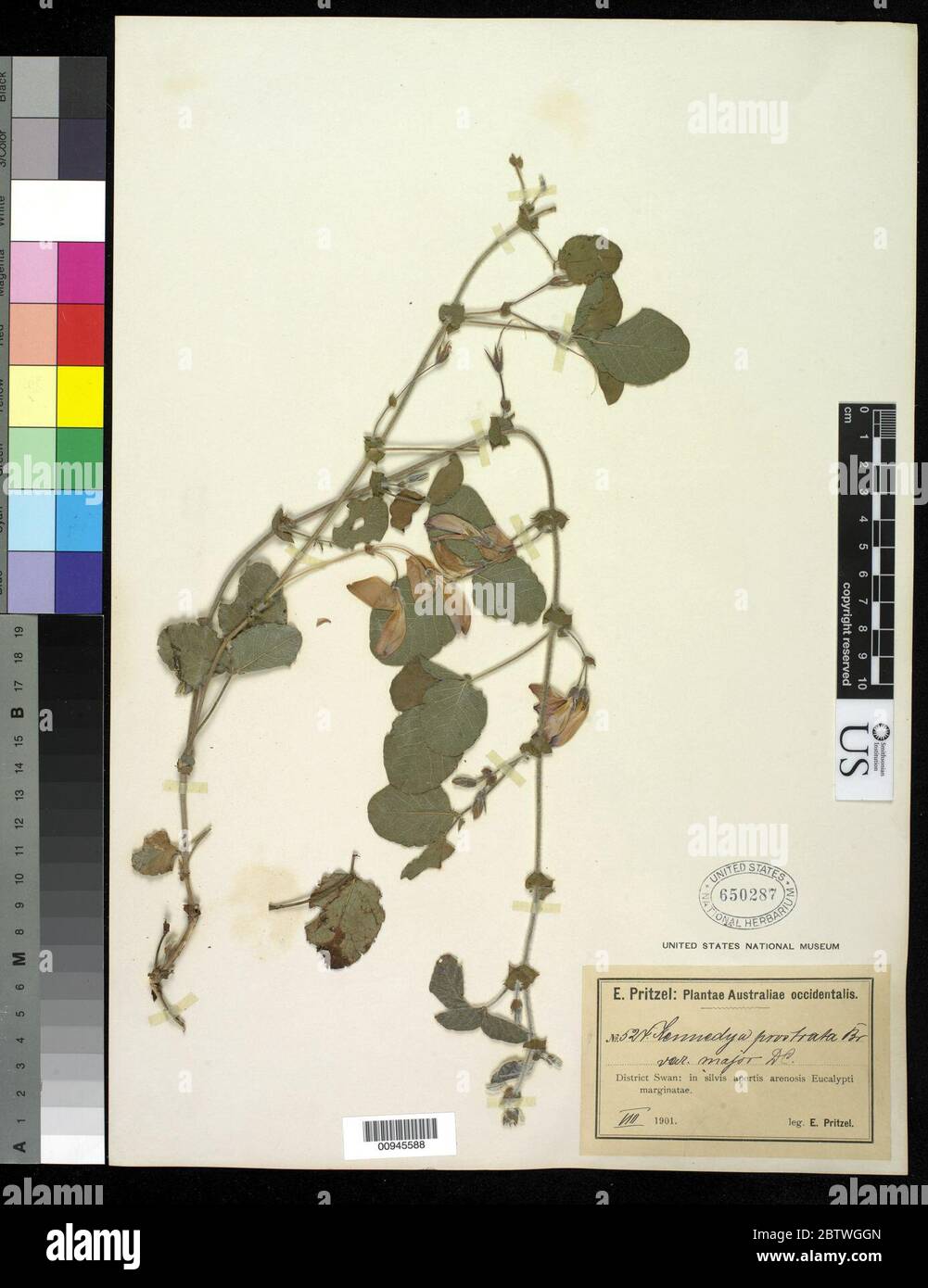 Kennedia prostrata Aiton Stock Photo - Alamy