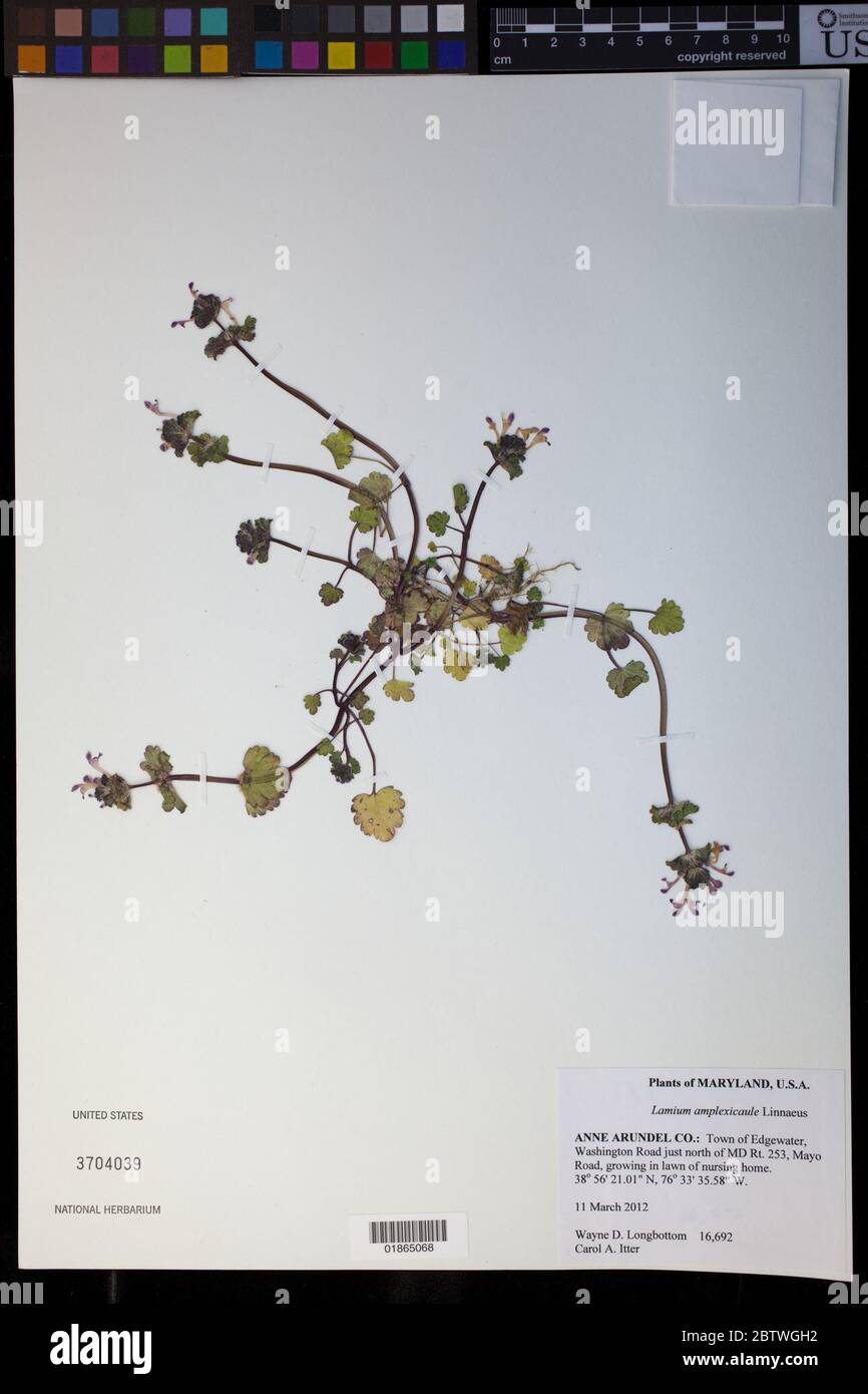 Lamium amplexicaule L Stock Photo - Alamy