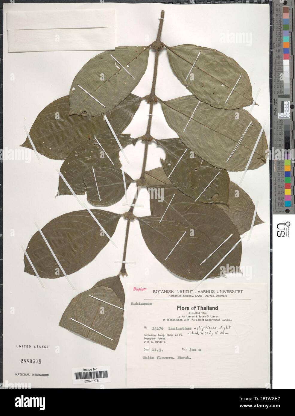 Ellipticus hi-res stock photography and images - Alamy