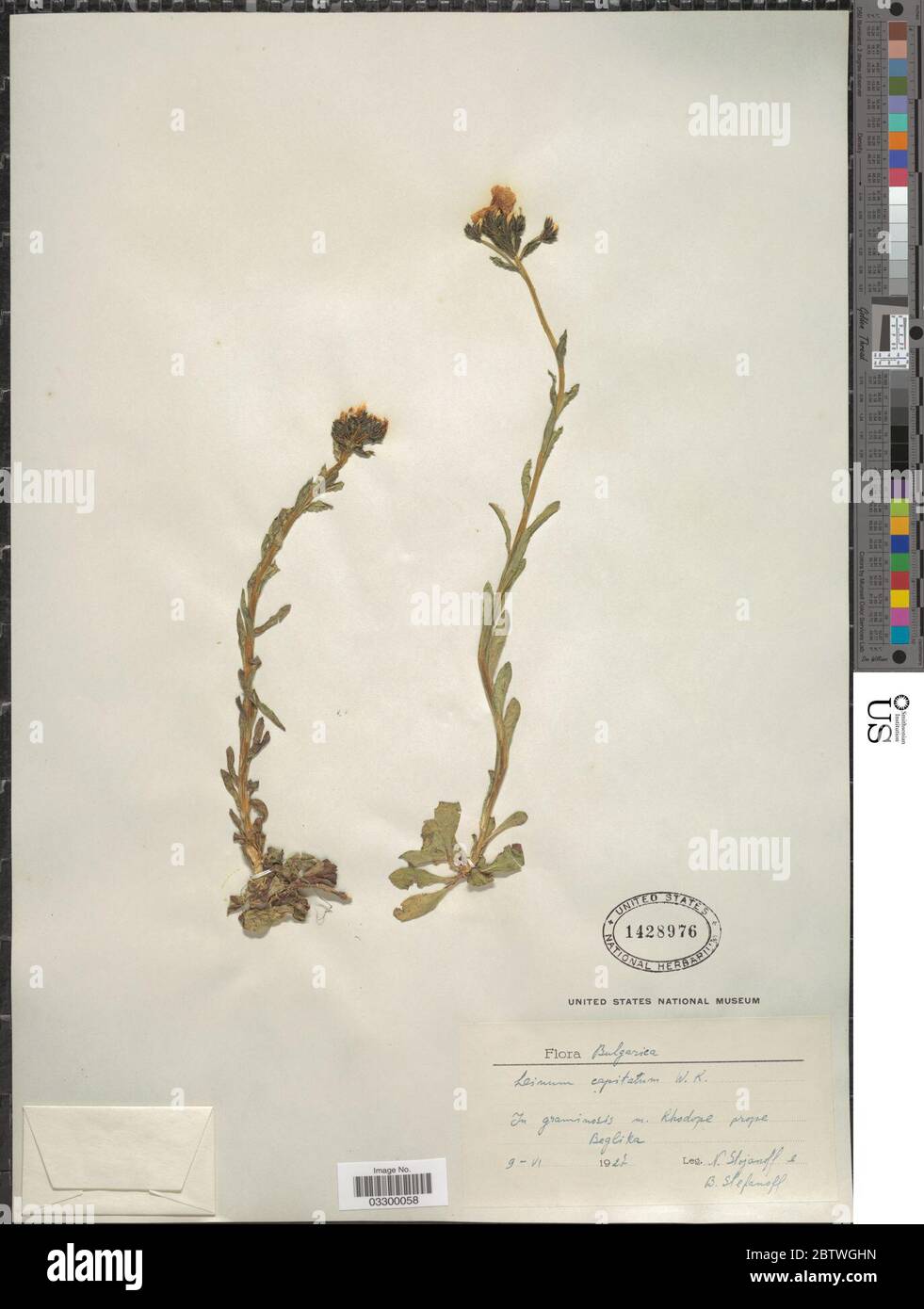 Linum capitatum hi-res stock photography and images - Alamy