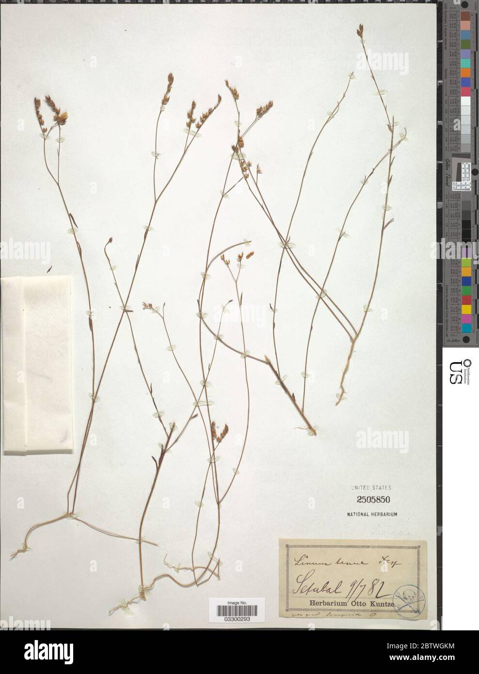 Linum tenue Desf Stock Photo - Alamy