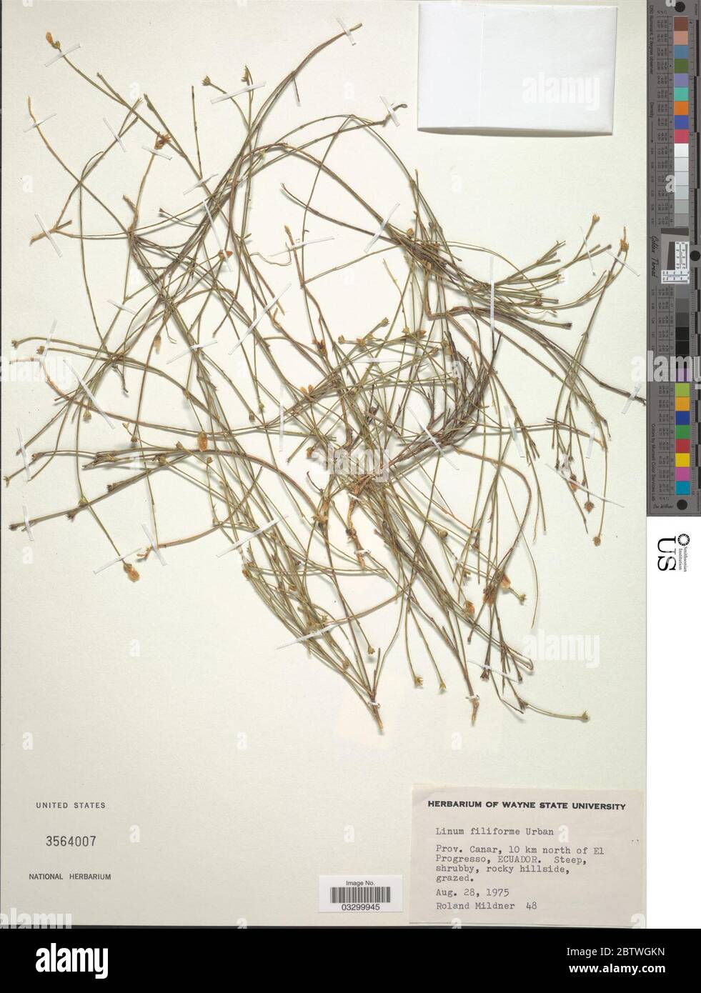 Filiforme hi-res stock photography and images - Alamy