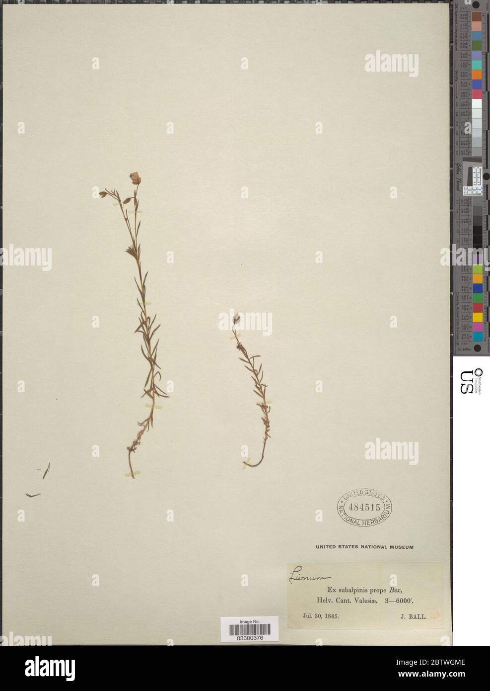 Linum Sp High Resolution Stock Photography and Images - Alamy