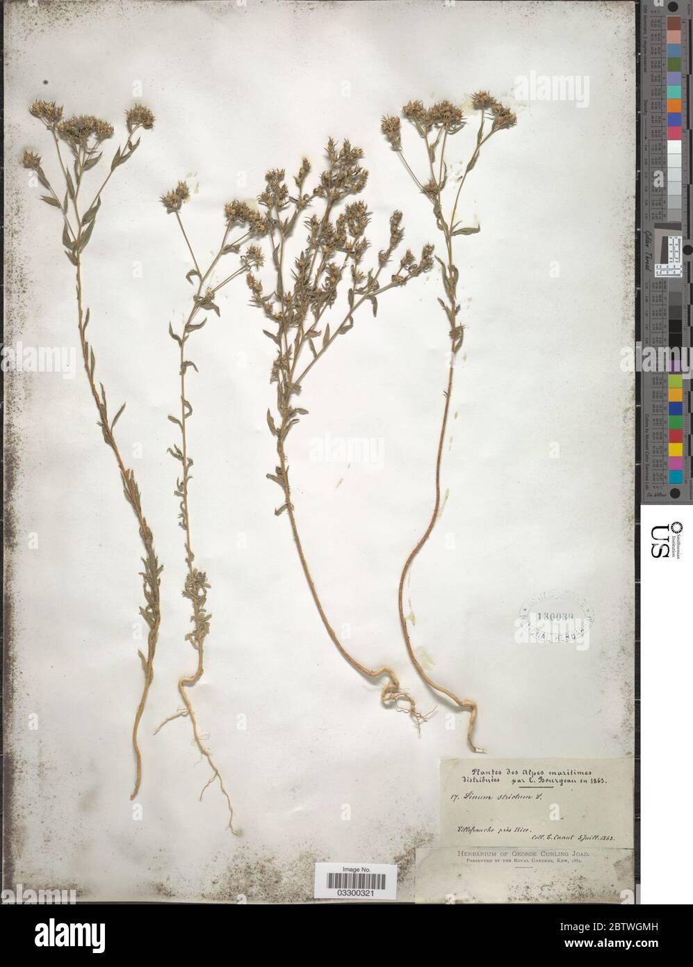 Linum strictum hi-res stock photography and images - Alamy