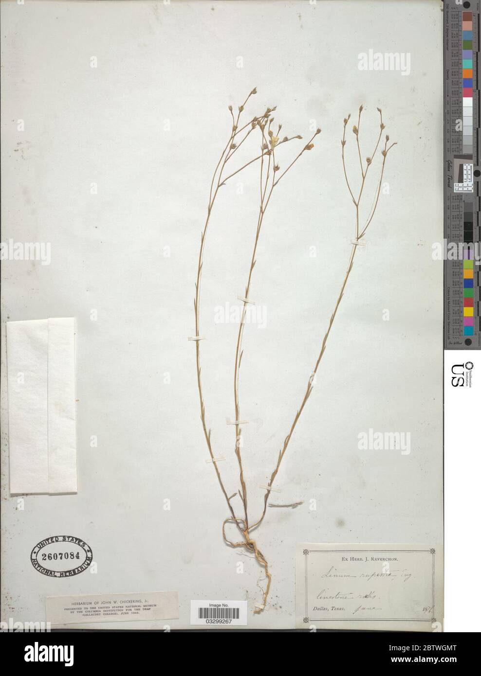 Linum rupestre Engelm Stock Photo - Alamy