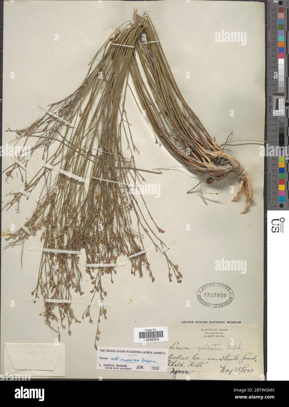 Linum rupestre Engelm Stock Photo - Alamy