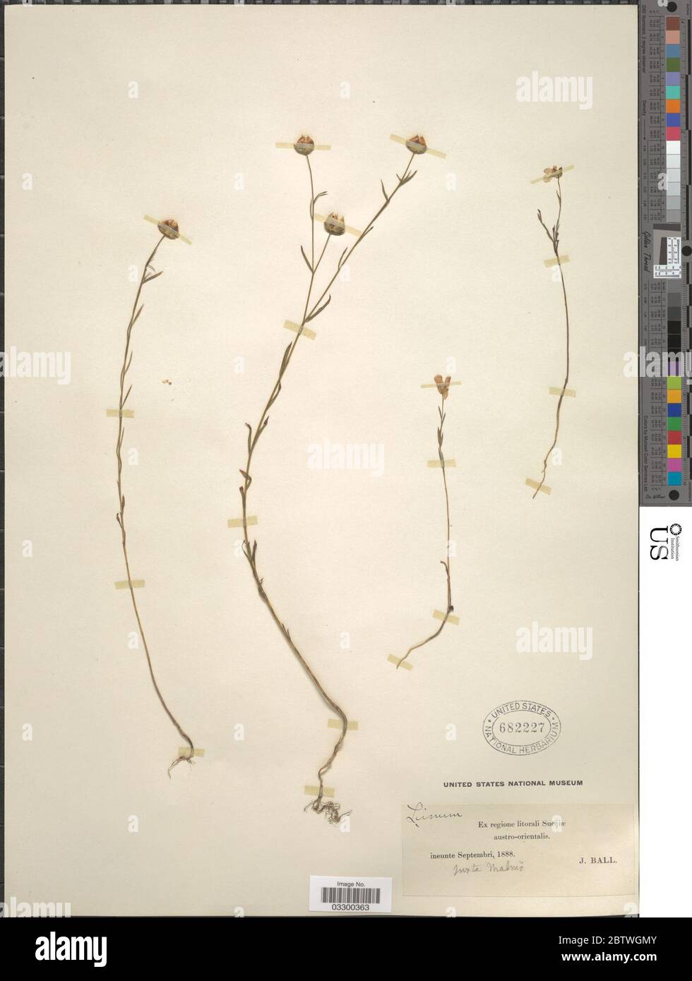 Linum Sp High Resolution Stock Photography and Images - Alamy