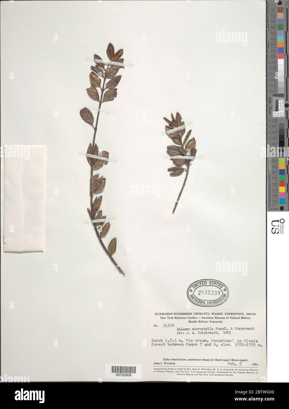 Malanea hi-res stock photography and images - Alamy